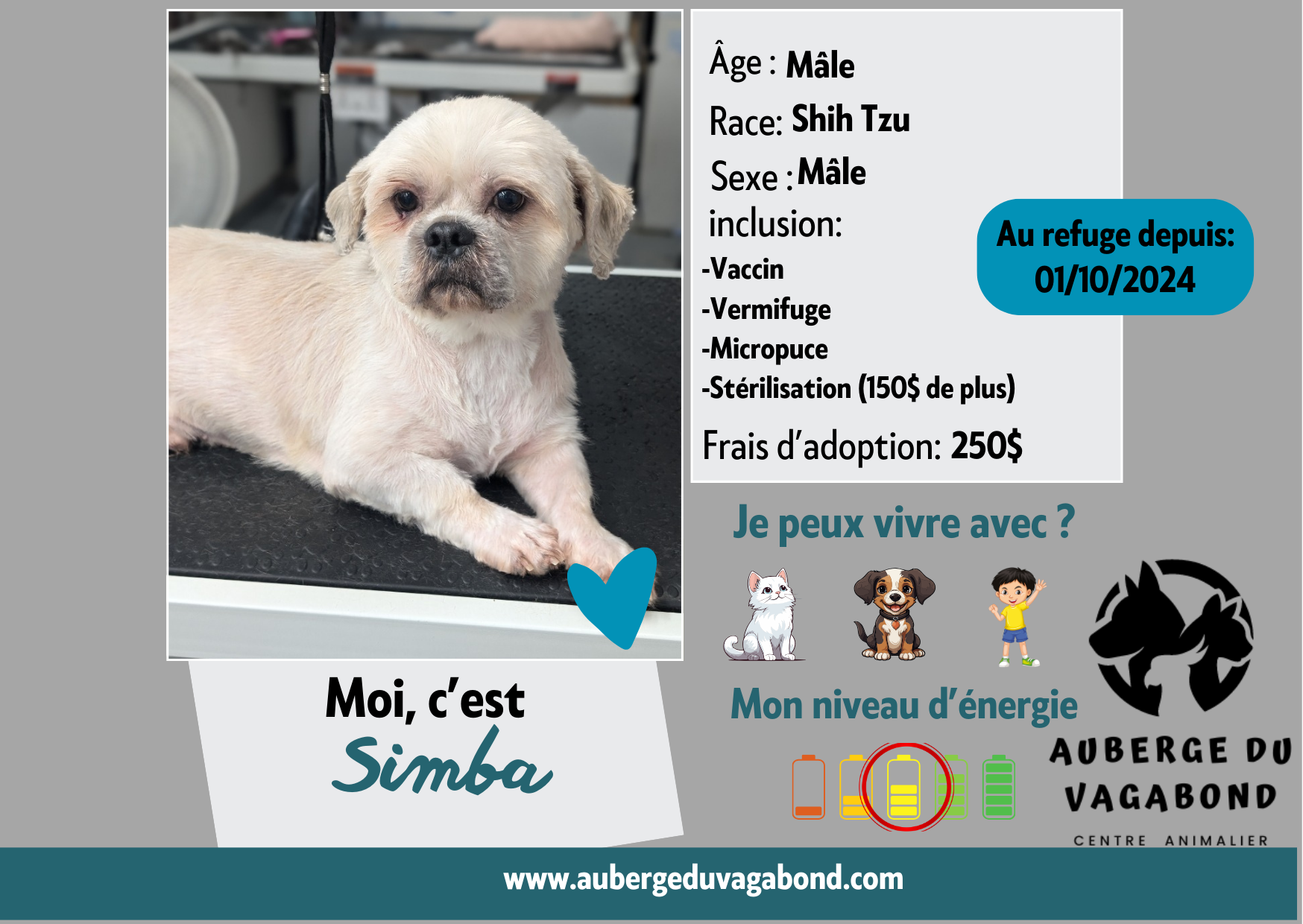 Simba | Centre d'adoption et toilettage l'Auberge du Vagabond